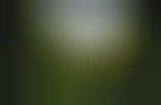 Suggestive Plant Pictures : stefan steinn