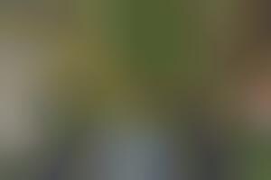 Up-Cycled Street Can Paintings : my dog sighs