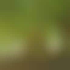 Swing, Tent, Teepee Wrapped in One: The Treepee