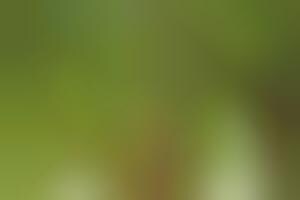 Swing, Tent, Teepee Wrapped in One: The Treepee