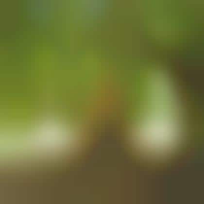 Swing, Tent, Teepee Wrapped in One: The Treepee