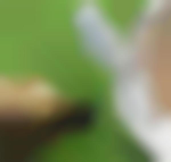 Automated Pooch Fountains : waterdog