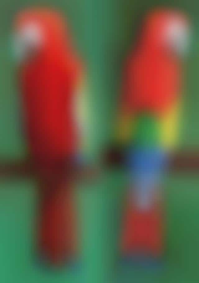 85 Avian-Inspired Products