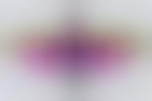 Personified Insect Photography : photoshoot sexy women insects