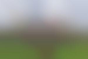 Color Pencil Trees : Dave Rittinger