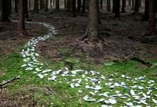 Fabricated Forest Trails : Constructed Pathways