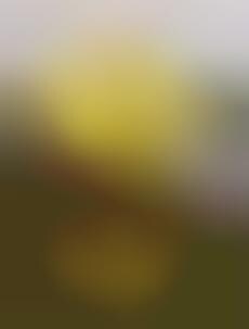 Breakfast-Infused Hamburgers : eggs benedict burger