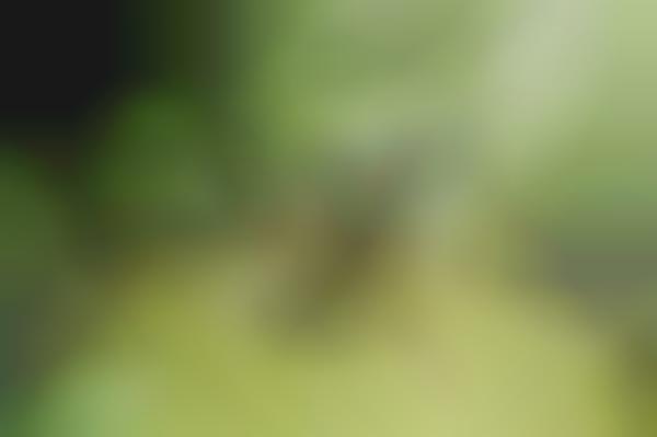 Serpentine Body Paintings : Mr Shiz Body Art