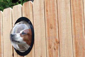 Spying Canine Orbs : dog window