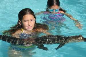 Reptile Party Guests : Alligator Pool Parties