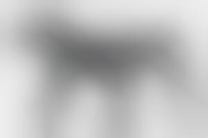 Canine Robots: G-Dog