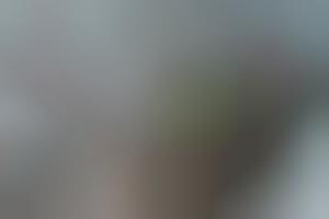 Diesel Trees: Grow Your Own Oil (Copaifera langsdorfii)