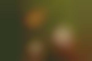 DIY Metallic-Tipped Boots : DIY Gold tip shoes