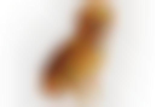 Animal-Controlled Cameras : Pet's Eye View