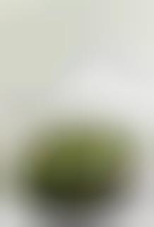 Pint Sized Undead Container : Zombie Apocalypse Terrarium