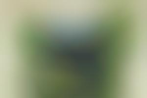 Haunted Wilderness Abode Costumes : Evil Dead Cabin Hat