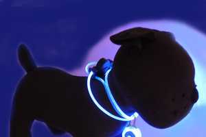 Light-Up Pet Protection : Lighted Collar and Safety Flashing Charm