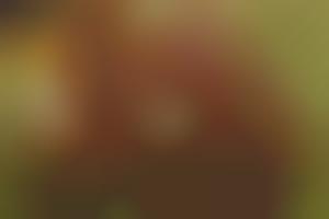 Edible Beef Shooters : Meat Shot Glasses