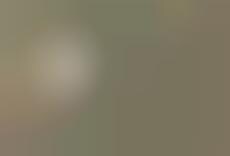 Canine Courier Backpacks : dog packs