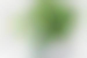 Automated Plant Growing: The 'Power Plant'