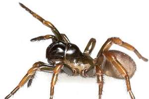 Featured as a Creature: Spider Named After Neil Young