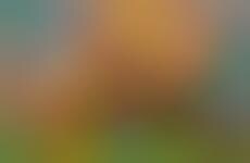 Eccentric Set Designs : Anna Lomax