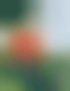 Innuendo-Infused Ads : intimate wipes