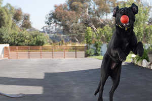 Airborne Pooch Photo Shoots : notpuppy