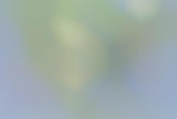 Interactive Global Cat Maps : cat map