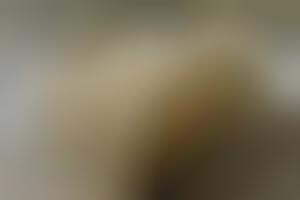 Grid-Like Wave Canopies : Lignum Pavilion