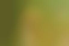 Bearded Biscuit Branding (UPDATE) : Caveman Cookies Packaging