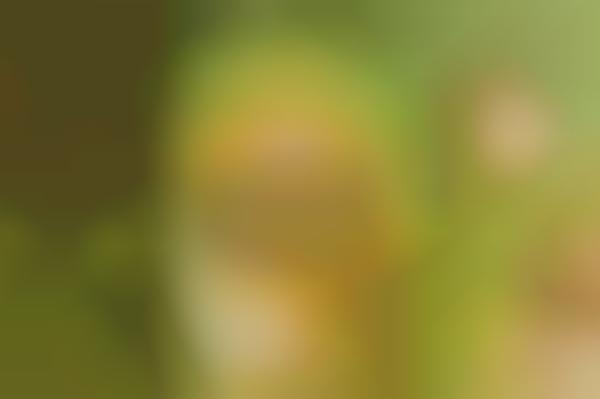 Bearded Biscuit Branding (UPDATE) : Caveman Cookies Packaging