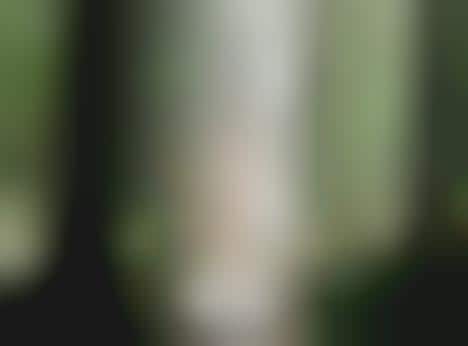 Upside Down Shower Sprinklers : VITEO Shower