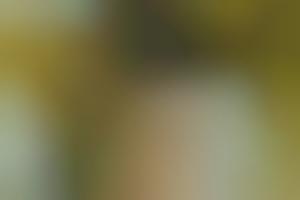 Avian Apparition Portraits : Meghan Howland