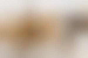 Bizarre Morphed Dog Photography : dogfighters