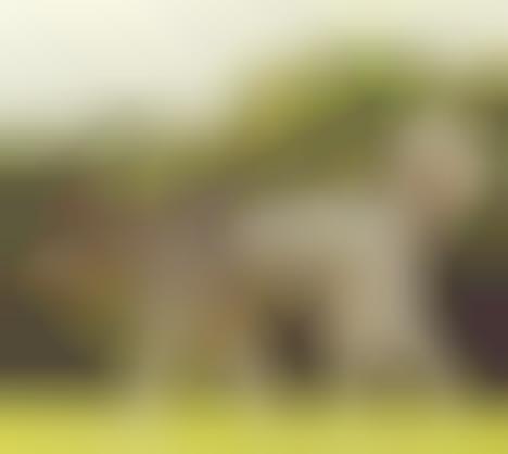 Canine Camera Equipment : Action Cam Dog Mount