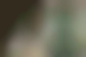 Cozy Hollywood Hills Homes : Mark D. Sikes