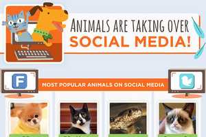 Internet Pet Popularity Infographics : animals on the internet