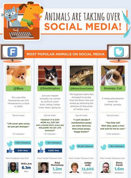 Internet Pet Popularity Infographics : animals on the internet