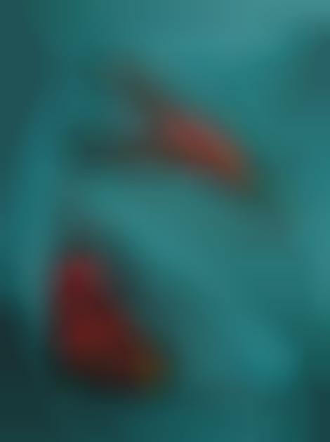 50 Polychromatic Photography Examples