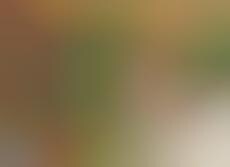 Insects as Jewelry: Cape Cod Cicada Swarms made into Insect Jewelry