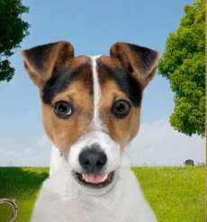Animate Your Pet: Interactive Talking Pets Viral