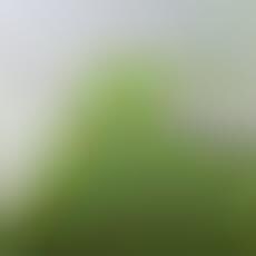 Green Grass Dining Decor : grass table runner