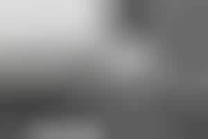 Feline Web Design Fillers : Placekitten