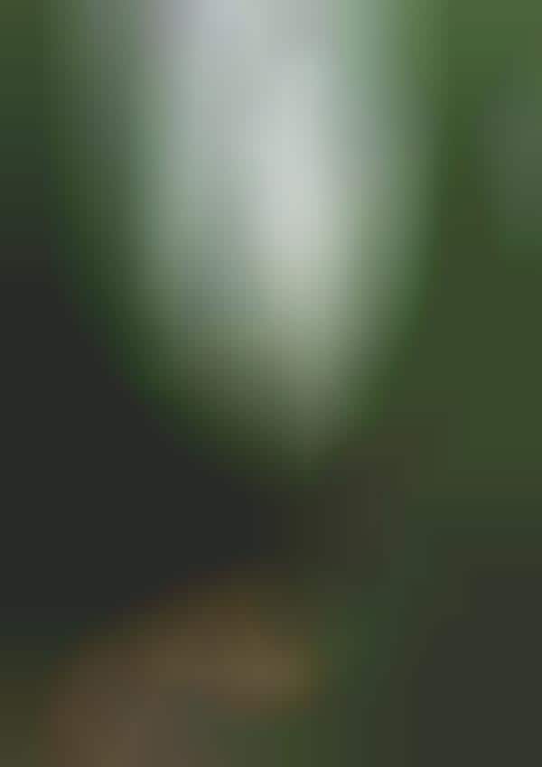 Distorted Nature Views : Disturbing the Spirits