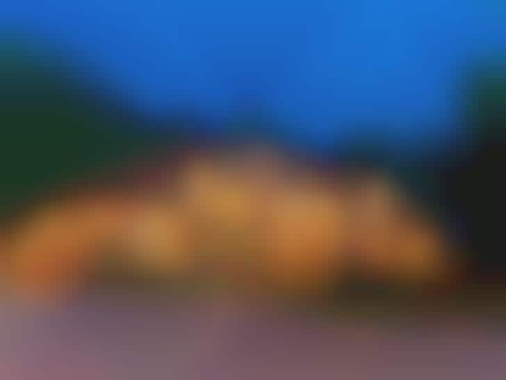 24 Magnificent Castles