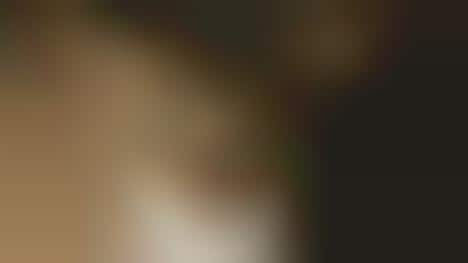 Kitten Delivery Services : national cat day