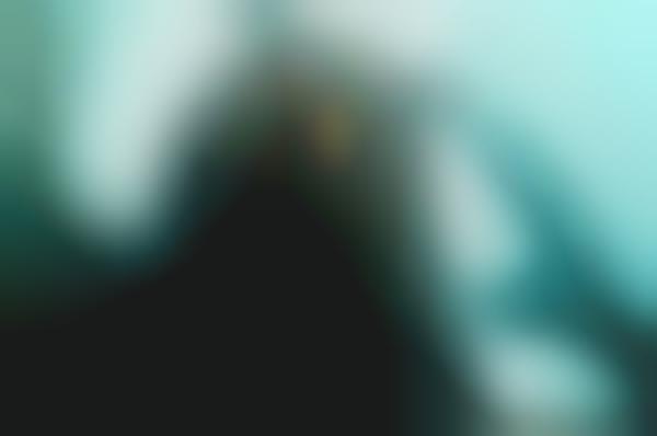 Dejected Zoo Animal Photography : zoo animal photography