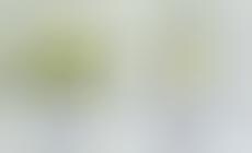 Parched Flower Pots : Skin Pot