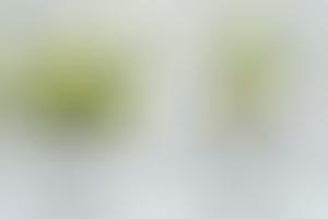 Parched Flower Pots : Skin Pot